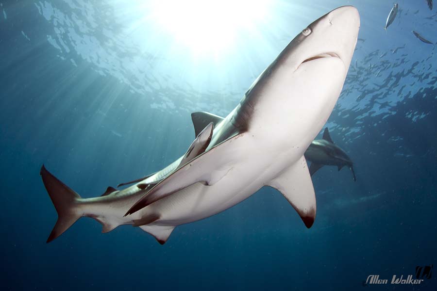 Sharks « « Dive CultureDive Culture