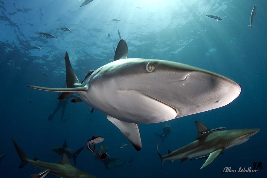 Sharks « « Dive CultureDive Culture